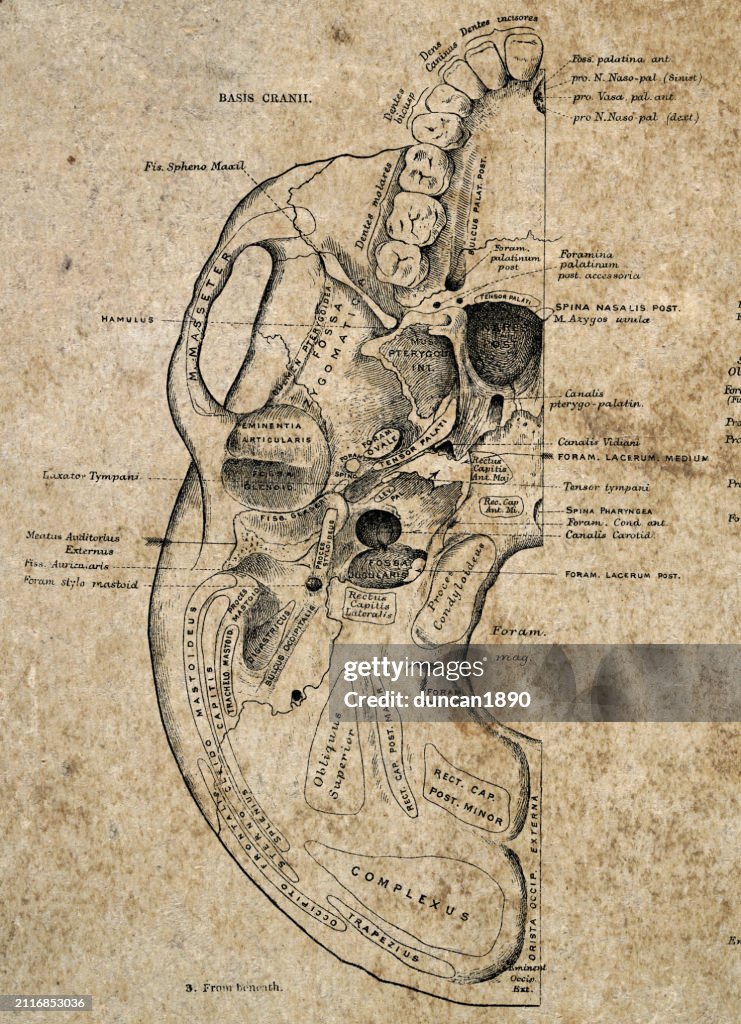 Cross Section Of Human Skull Basis Cranii Vintage Biomedical ... Cross Section Of Human Skull Basis Cranii Vintage Biomedical ...