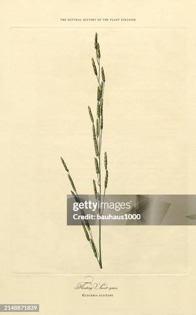 Grasses Plant Kingdom Victorian Botanical Illustration Circa 1853 High ... Grasses Plant Kingdom Victorian Botanical Illustration Circa 1853 High ...