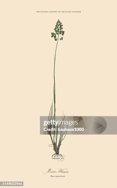 Grasses Plant Kingdom Victorian Botanical Illustration Circa 1853 High ... Grasses Plant Kingdom Victorian Botanical Illustration Circa 1853 High ...