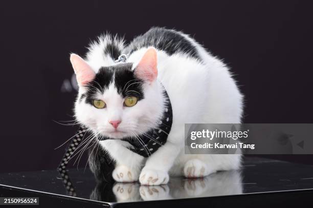 Schnitzel Photos And Premium High Res Pictures Getty Images