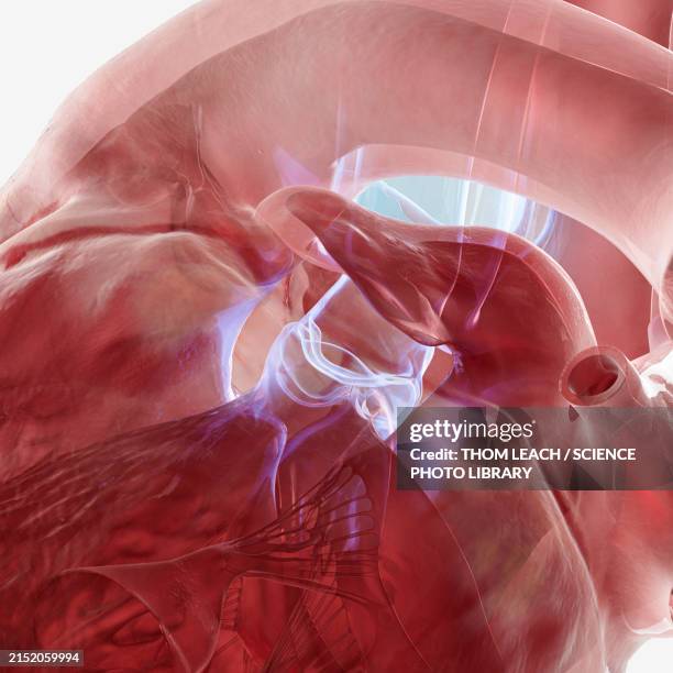 24 Aortic Valve Stock Illustrations High Res Illustrations Getty Images