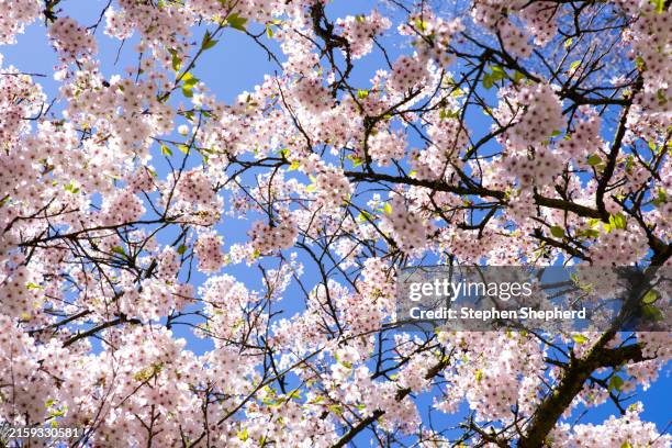 454 Stephen Tall Stock Photos, High-Res Pictures, and Images - Getty Images 454 Stephen Tall Stock Photos, High-Res Pictures, and Images - Getty Images