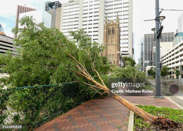 How to Prepare Your Trees for Severe Weather in Texas