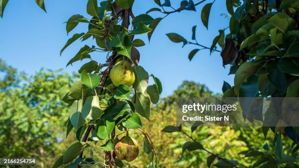 From Farm to Table: Enjoy Fresh Pears in Lagrange, GA