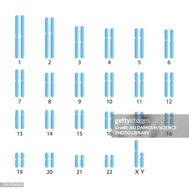 71 Homologous Chromosomes High Res Illustrations - Getty Images 71 Homologous Chromosomes High Res Illustrations - Getty Images