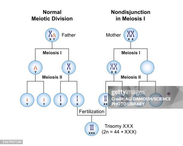 71 Homologous Chromosomes High Res Illustrations - Getty Images 71 Homologous Chromosomes High Res Illustrations - Getty Images