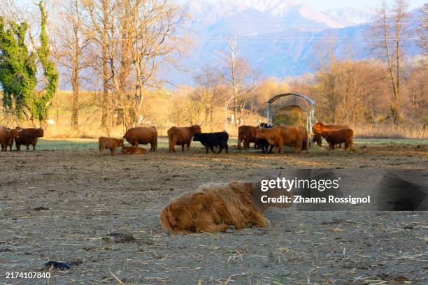 Local Spotlight: The Rise of Mini Highland Cattle in Eagle