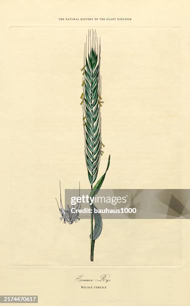 Grasses Plant Kingdom Victorian Botanical Illustration Circa 1853 High ... Grasses Plant Kingdom Victorian Botanical Illustration Circa 1853 High ...