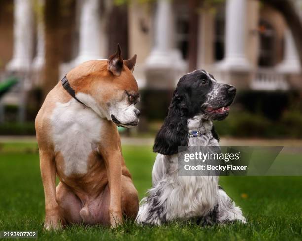Puppies and Local Regulations: What You Need to Know in Norcross, GA