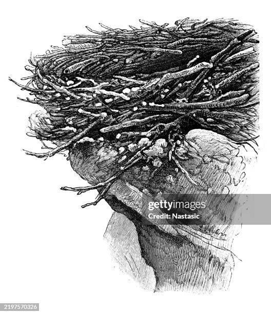 Eagles Nest High-Res Vector Graphic - Getty Images Eagles Nest High-Res Vector Graphic - Getty Images