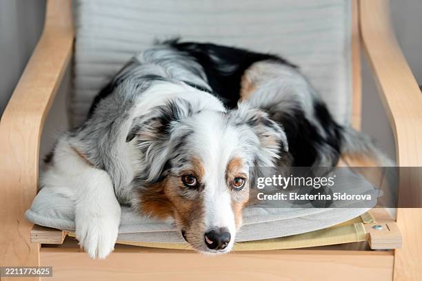 Why Bedtime Story Australian Shepherds Are Perfect Family Companions