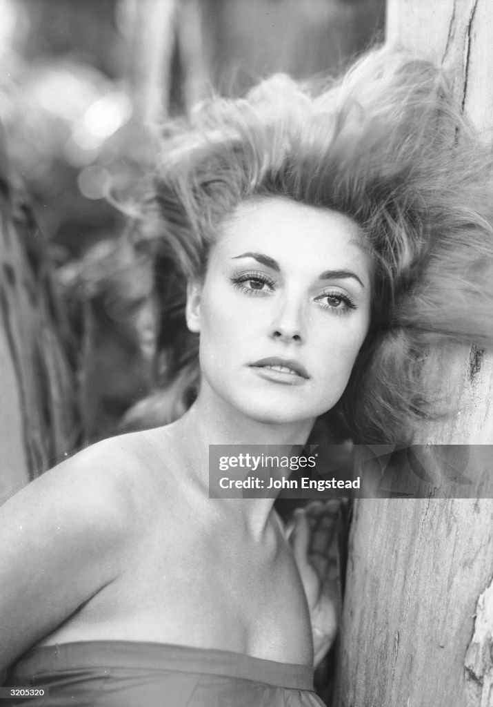 American Actress Sharon Tate Who Was Married To Director Roman News Photo Getty Images