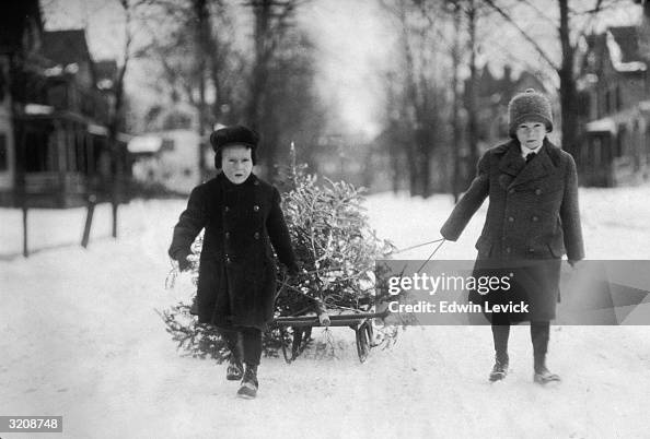 Full-length image of two young boys dragging a freshly cut Christmas ... Full-length image of two young boys dragging a freshly cut Christmas ...