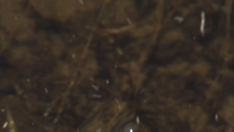 Shallow Brook Videos and HD Footage - Getty Images Shallow Brook Videos and HD Footage - Getty Images