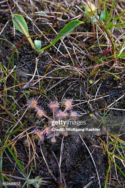 12 Muskeg Forest Stock Photos, High-Res Pictures, and Images - Getty Images 12 Muskeg Forest Stock Photos, High-Res Pictures, and Images - Getty Images