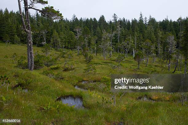 Muskeg Forest Photos and Premium High Res Pictures - Getty Images Muskeg Forest Photos and Premium High Res Pictures - Getty Images