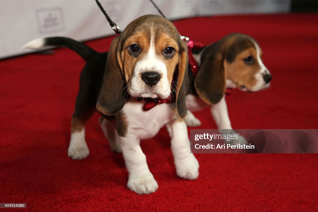 Hallmark Hall Of Fame Christmas 2024au - Jilli Lurleen Hallmark Hall Of Fame Christmas 2024au - Jilli Lurleen