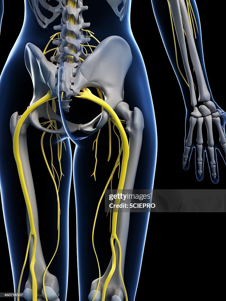 Female Anatomy Artwork High Res Vector Graphic Getty Images
