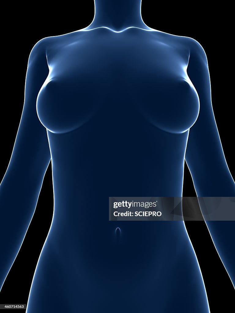 Female Anatomy Artwork High Res Vector Graphic Getty Images