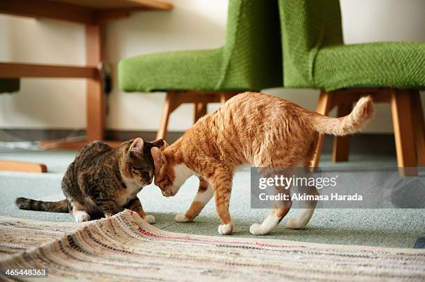 Cat Head Bump Photos And Premium High Res Pictures Getty Images