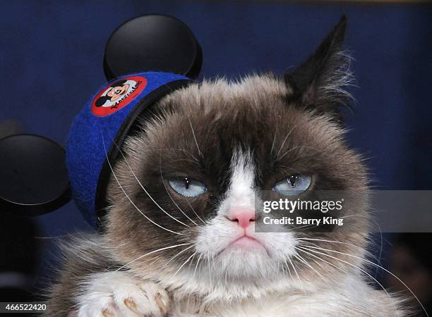 Grumpy Cat Portrait Photos And Premium High Res Pictures Getty Images