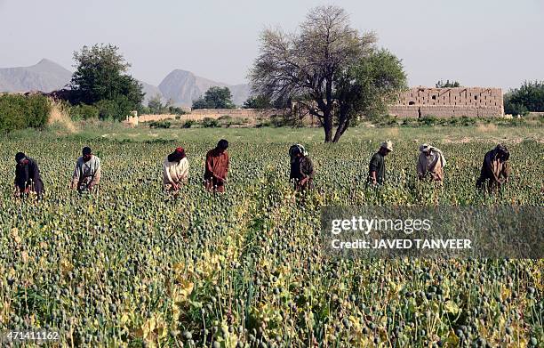 Harvest Opium In Afghanistan Photos And Premium High Res Pictures