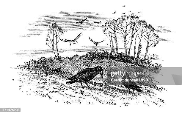 50 Flock Rooks Stock Photos, High-Res Pictures, and Images - Getty Images 50 Flock Rooks Stock Photos, High-Res Pictures, and Images - Getty Images