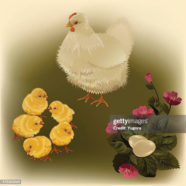 Chick Life Cycle High Res Vector Graphics Getty Images