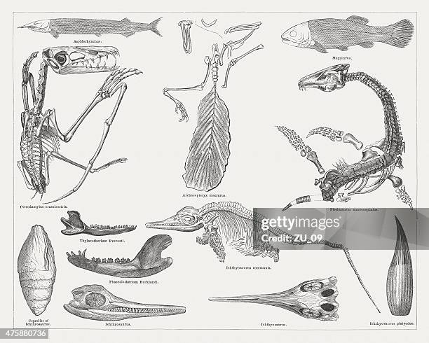 Bird Fossils Bird Fossils