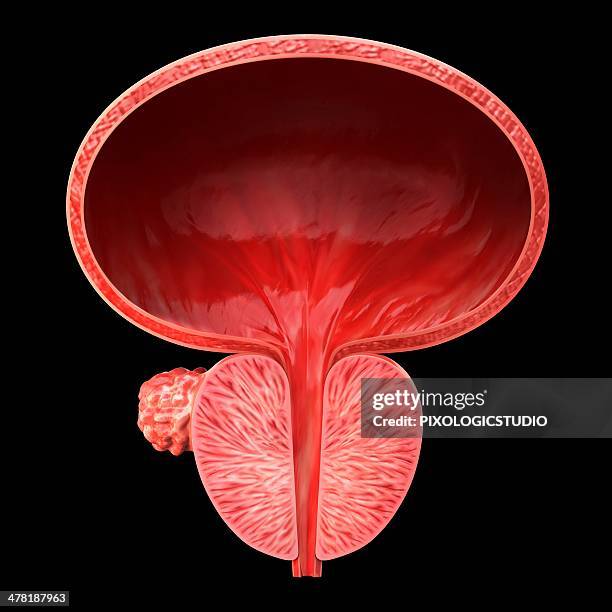 671 Prostate Gland Anatomy Stock Photos, High-Res Pictures, and Images ... 671 Prostate Gland Anatomy Stock Photos, High-Res Pictures, and Images ...