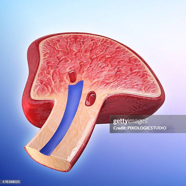 Human Spleen Artwork High Res Vector Graphic Getty Images