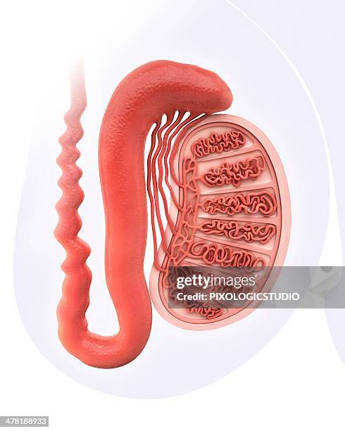 Human Testis Photos And Premium High Res Pictures Getty Images