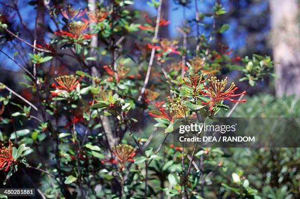 Chilean Firetree Or Chilean Firebush Proteaceae News Photo Getty Images