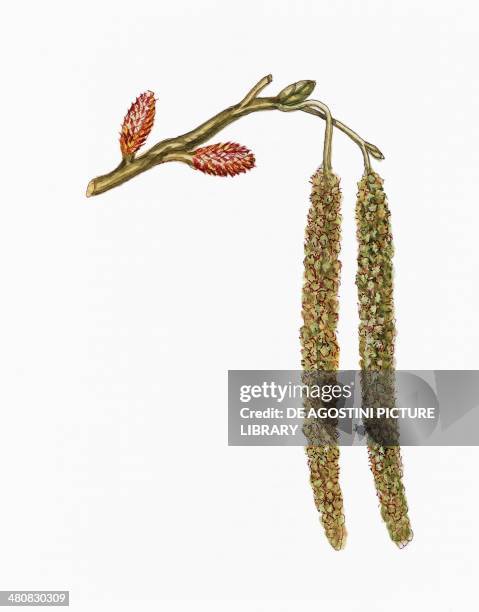 Aggregate Fruit Photos and Premium High Res Pictures - Getty Images Aggregate Fruit Photos and Premium High Res Pictures - Getty Images
