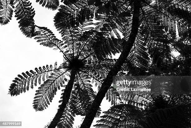 Punga Tree Fern Canopy, New Zealand 이미지 (487999169) - 게티이미지뱅크