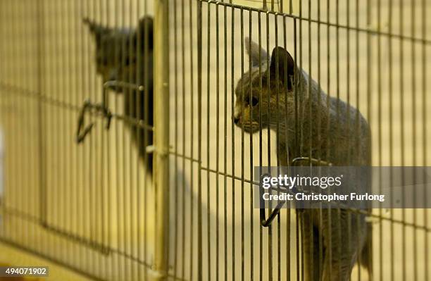 Governing Council Of The Cat Fancy Photos And Premium High Res Pictures Getty Images