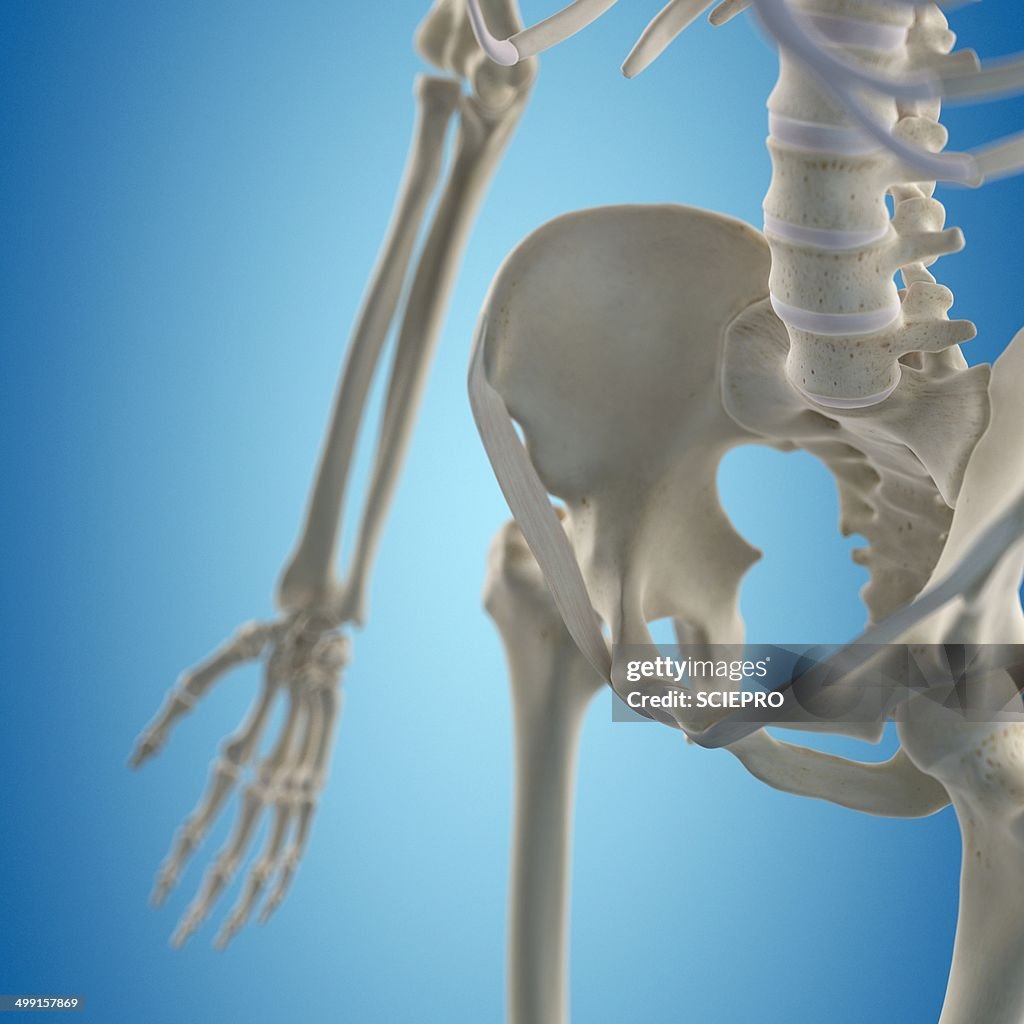 Human Hip Bone Artwork High Res Vector Graphic Getty Images
