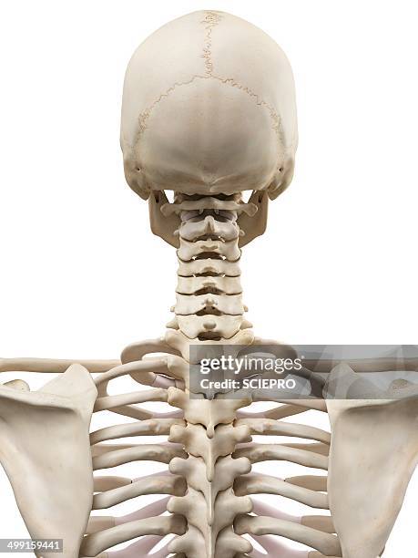 Vértebra Cervical Imagens E Fotografias De Stock Getty Images