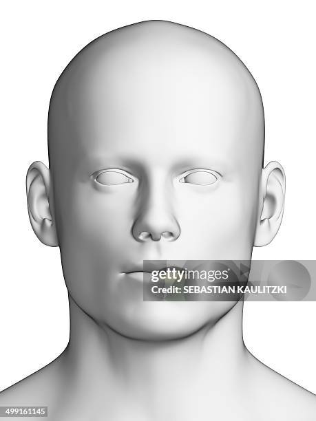 Human Face Anatomy Fotografías E Imágenes De Stock Getty Images