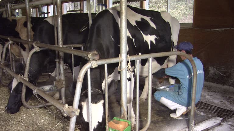 460 Men Being Milked Stock Videos Footage And 4k Video Clips Getty Images
