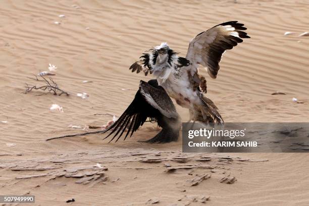 161 Houbara Bustard Stock Photos, High-Res Pictures, and Images - Getty ... 161 Houbara Bustard Stock Photos, High-Res Pictures, and Images - Getty ...