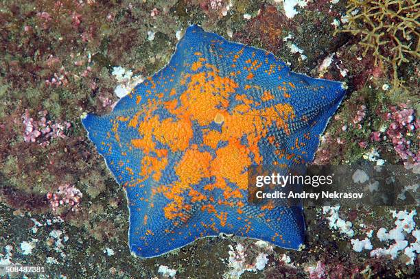 Bat Sea Star Photos And Premium High Res Pictures Getty Images
