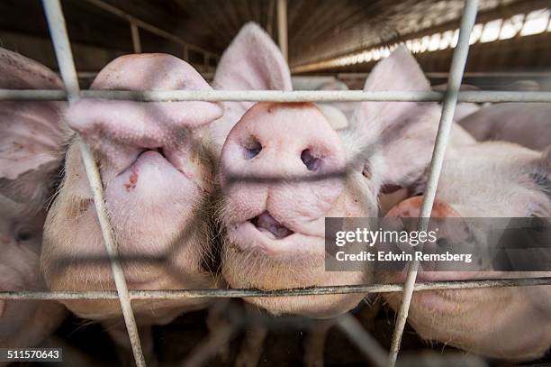 Greedy Pigs Photos and Premium High Res Pictures - Getty Images Greedy Pigs Photos and Premium High Res Pictures - Getty Images
