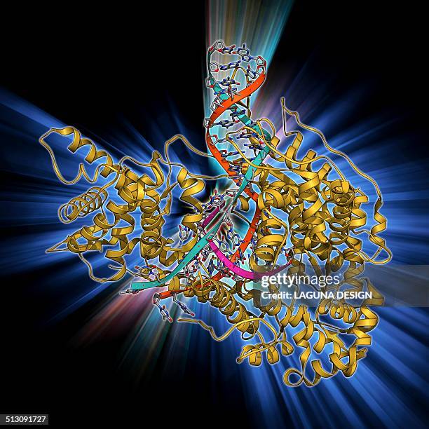 45 Dna Rna Transcription: Dna To Mrna Stock Photos, High-Res Pictures ... 45 Dna Rna Transcription: Dna To Mrna Stock Photos, High-Res Pictures ...