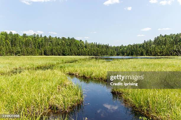 Myth-Busting: Common Misconceptions About Wetland Restoration Projects