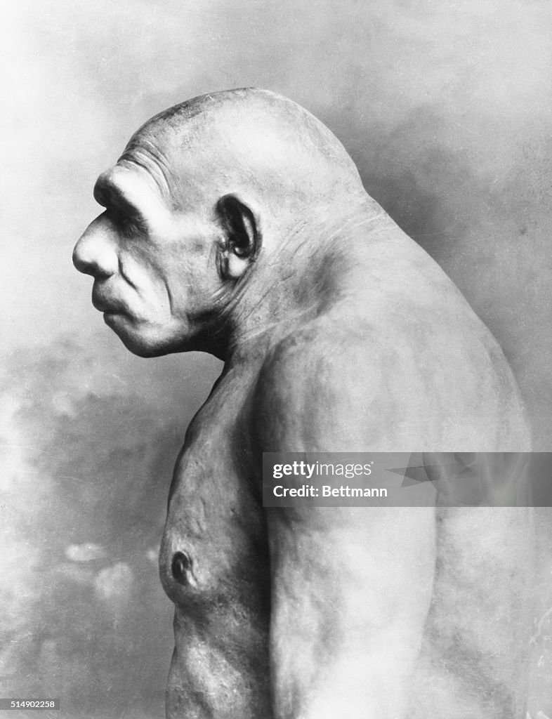 Reproduction Of Neanderthal Man In Chicago Field Museum Fotografía De Noticias Getty Images
