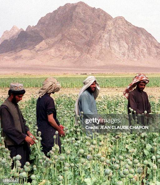 Afghan Peasants Busily Harvest An Opium Crop In Kandahar Province Of