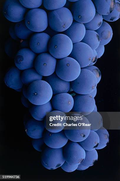 4,000 Cabernet Sauvignon Grape Stock Photos, High-Res Pictures, and ... 4,000 Cabernet Sauvignon Grape Stock Photos, High-Res Pictures, and ...