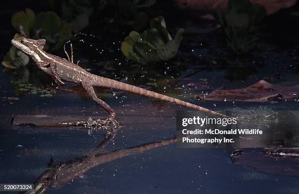 Basilisk Lizard Running On Water Photos And Premium High Res Pictures