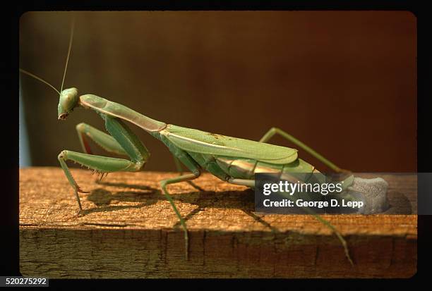 California Mantis Female Photos And Premium High Res Pictures Getty Images